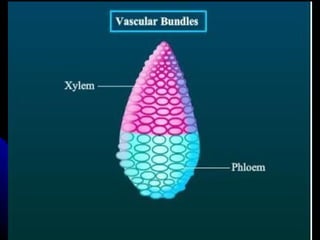 Anatomy of flowering plants vascular bundles | PPT