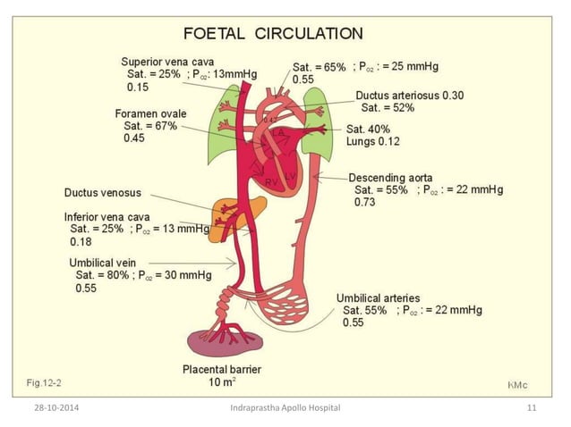 Anatomy of foetal circulation | PPT