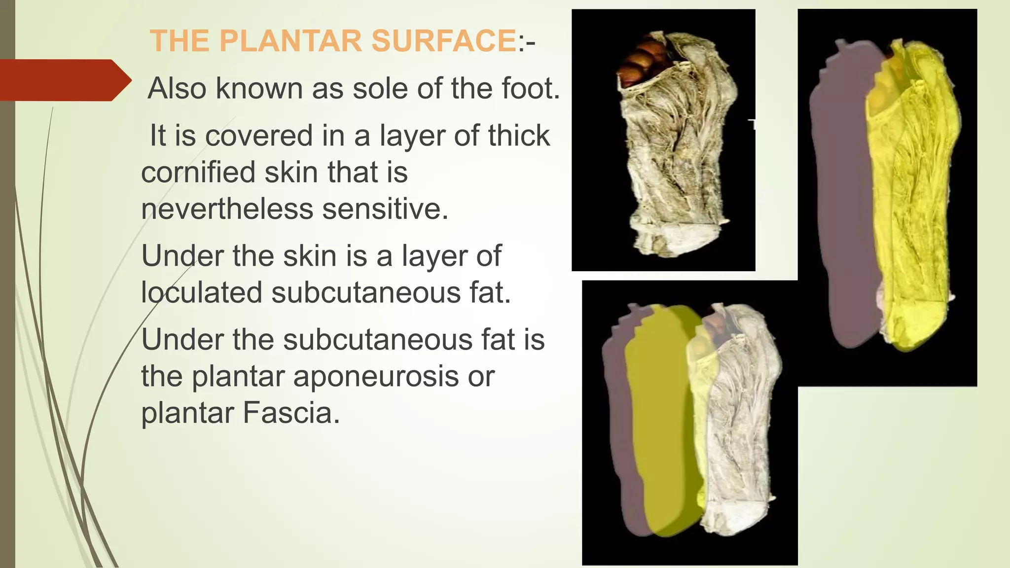 Anatomy of foot and arches of foot | PPTX