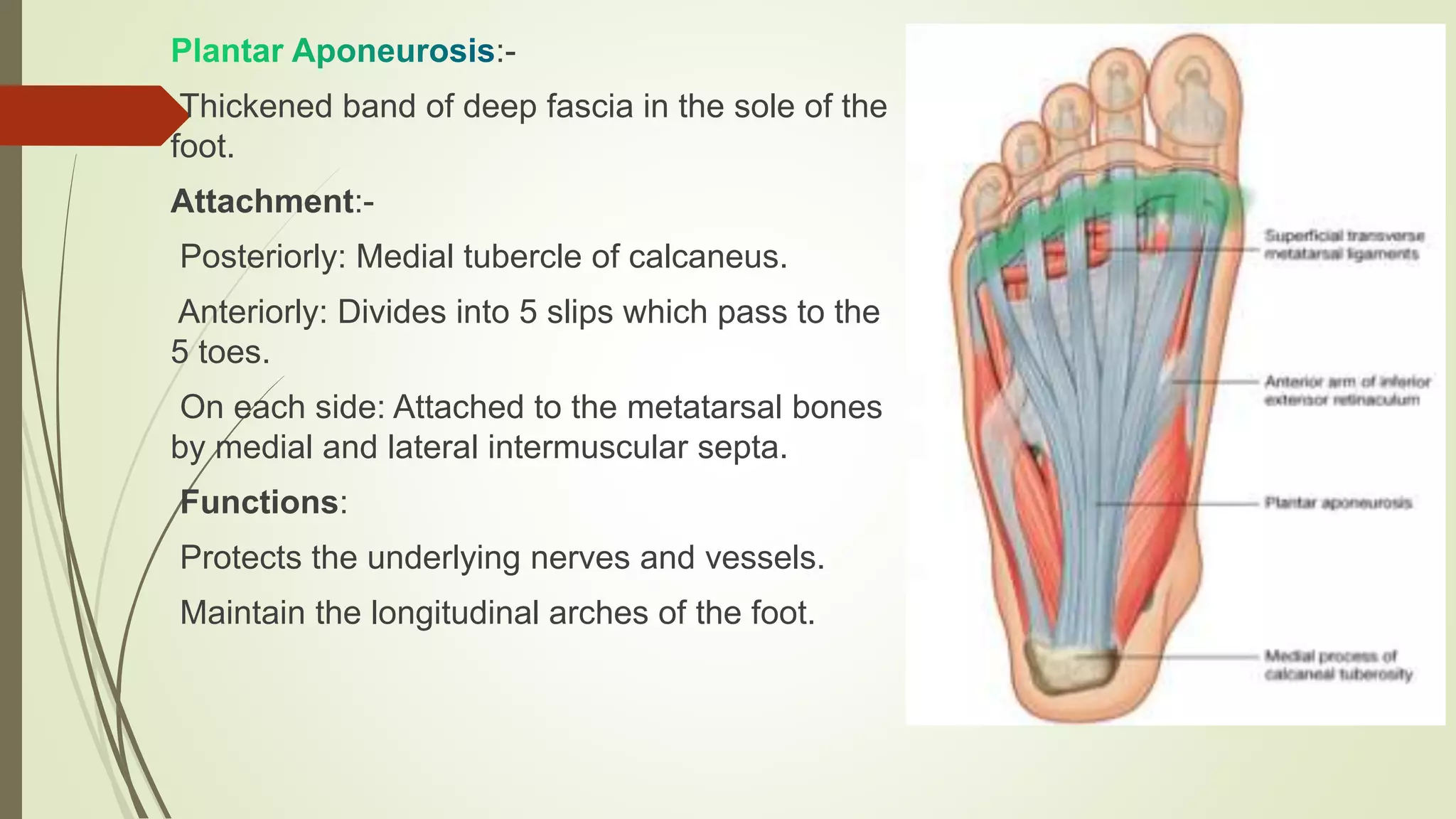 Anatomy of foot and arches of foot | PPTX