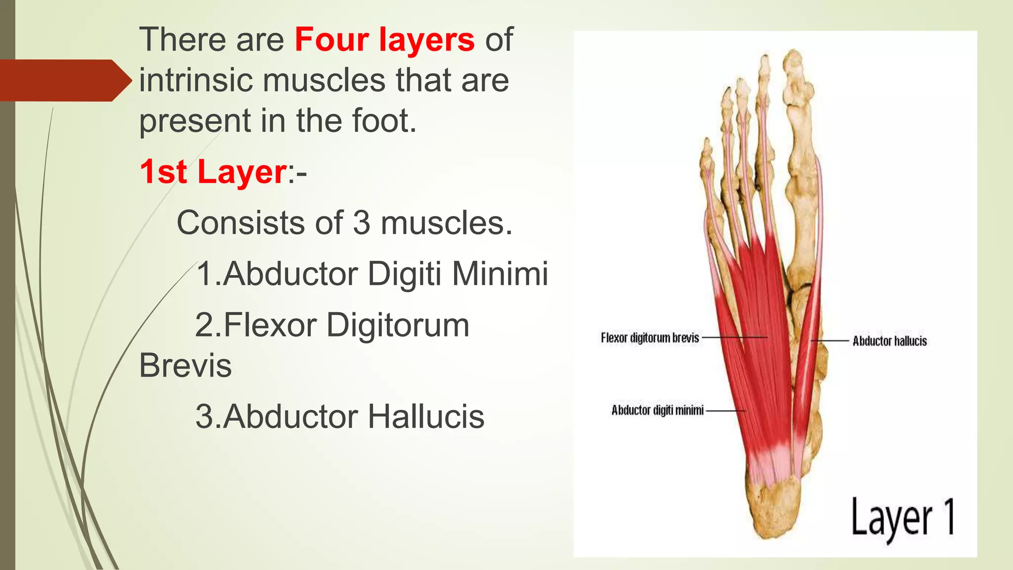 Anatomy of foot and arches of foot | PPTX