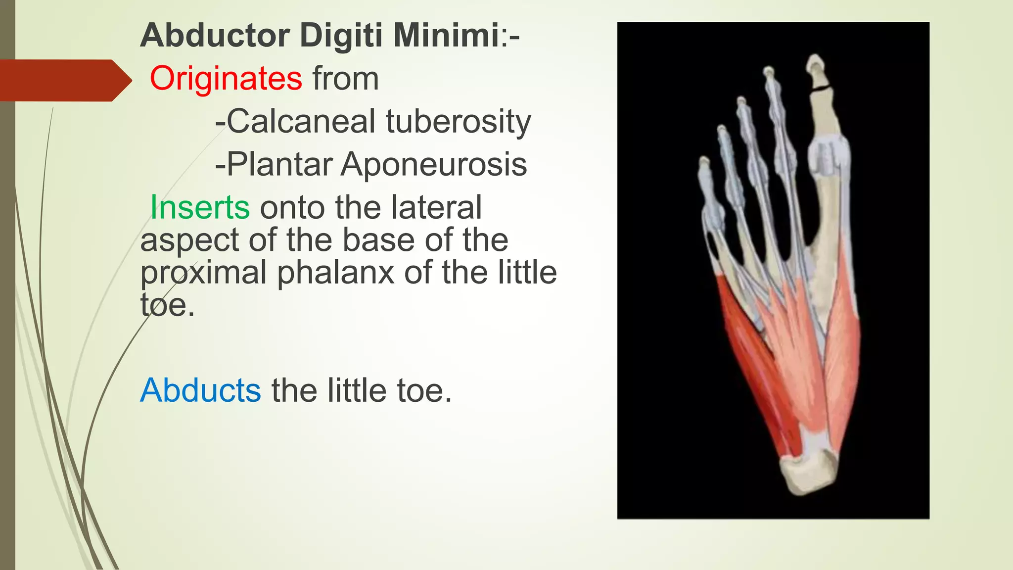 Anatomy of foot and arches of foot | PPTX