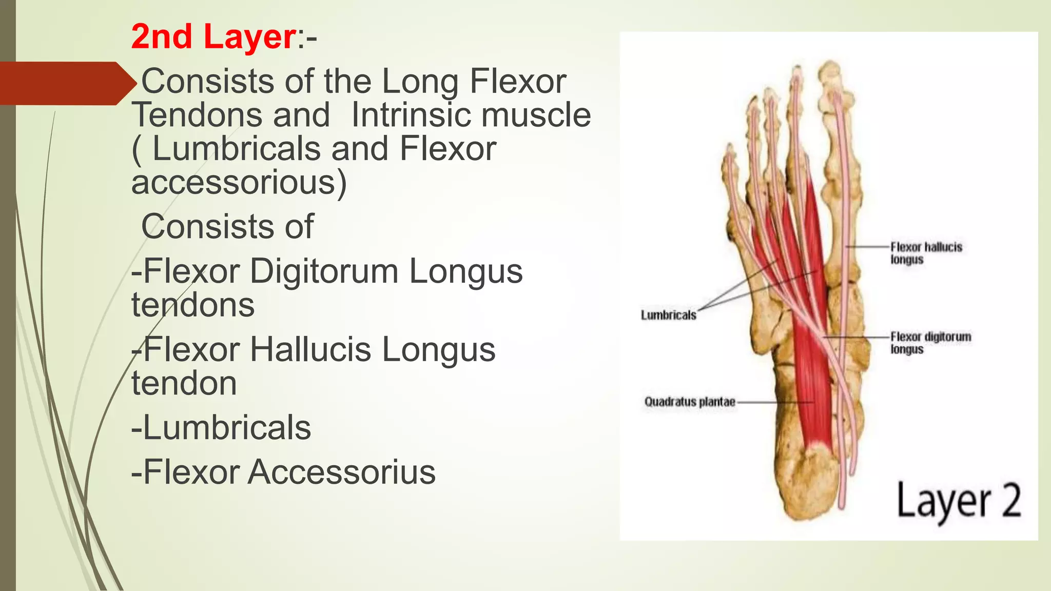 Anatomy of foot and arches of foot | PPTX