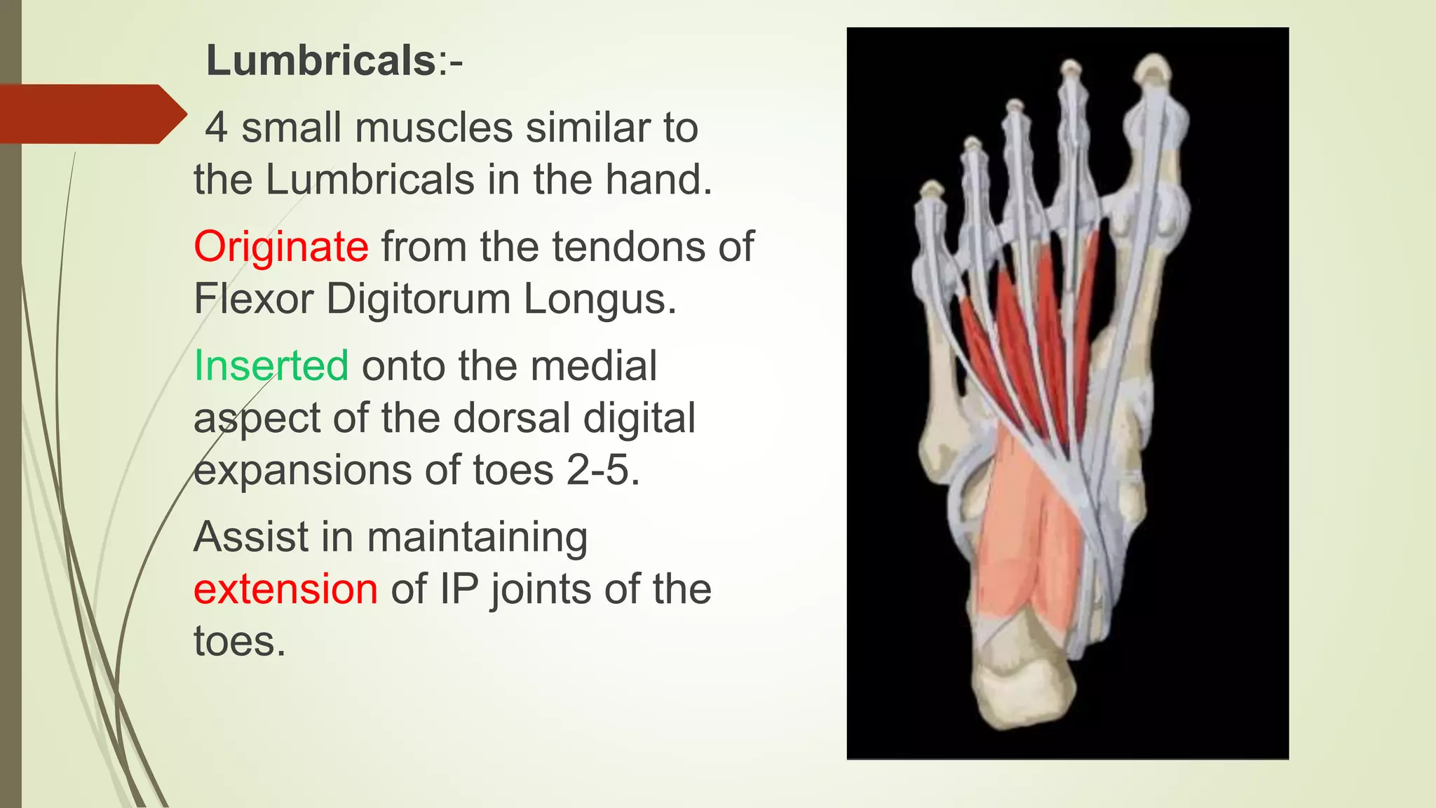 Anatomy of foot and arches of foot | PPTX