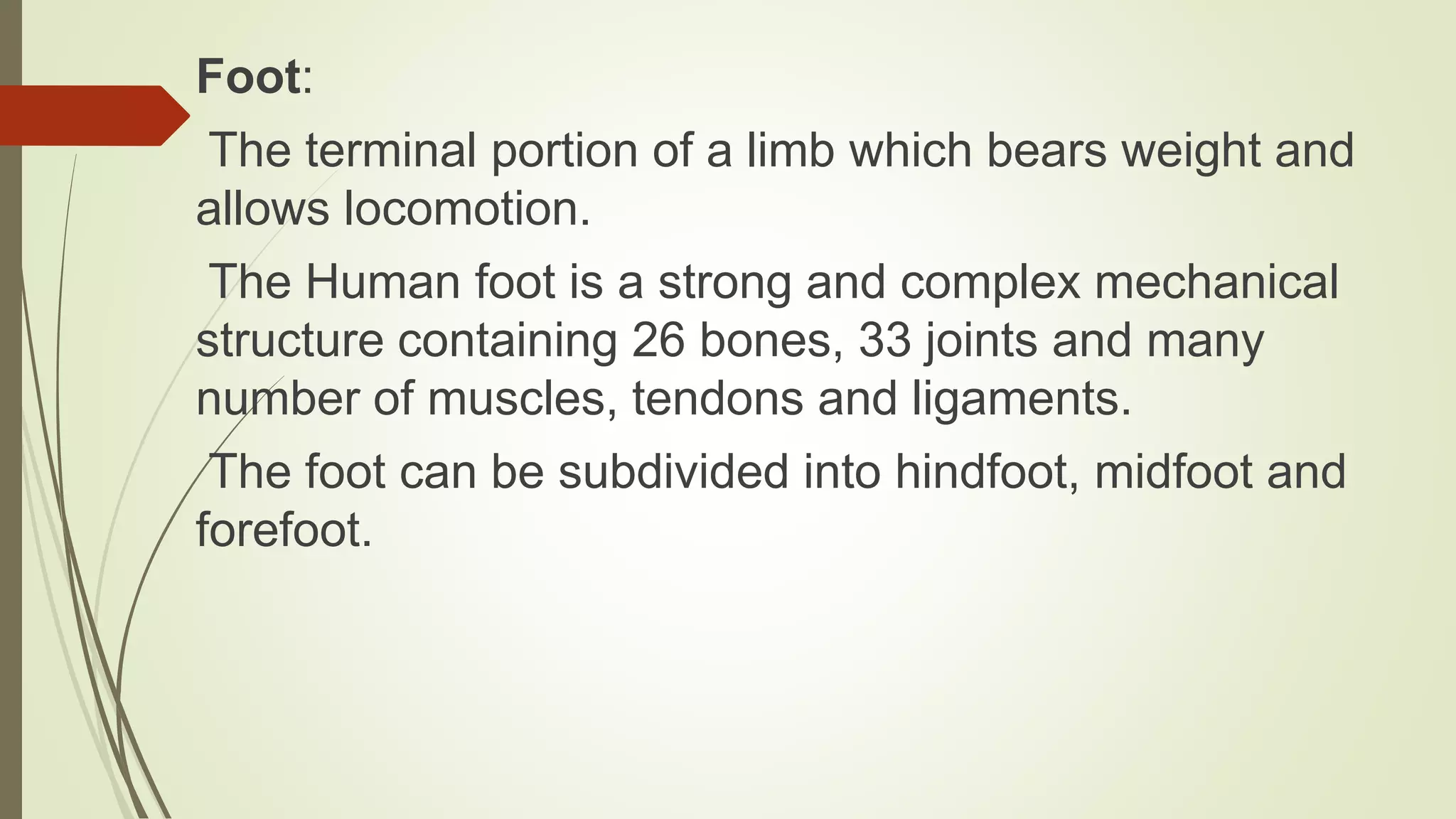 Anatomy of foot and arches of foot | PPTX