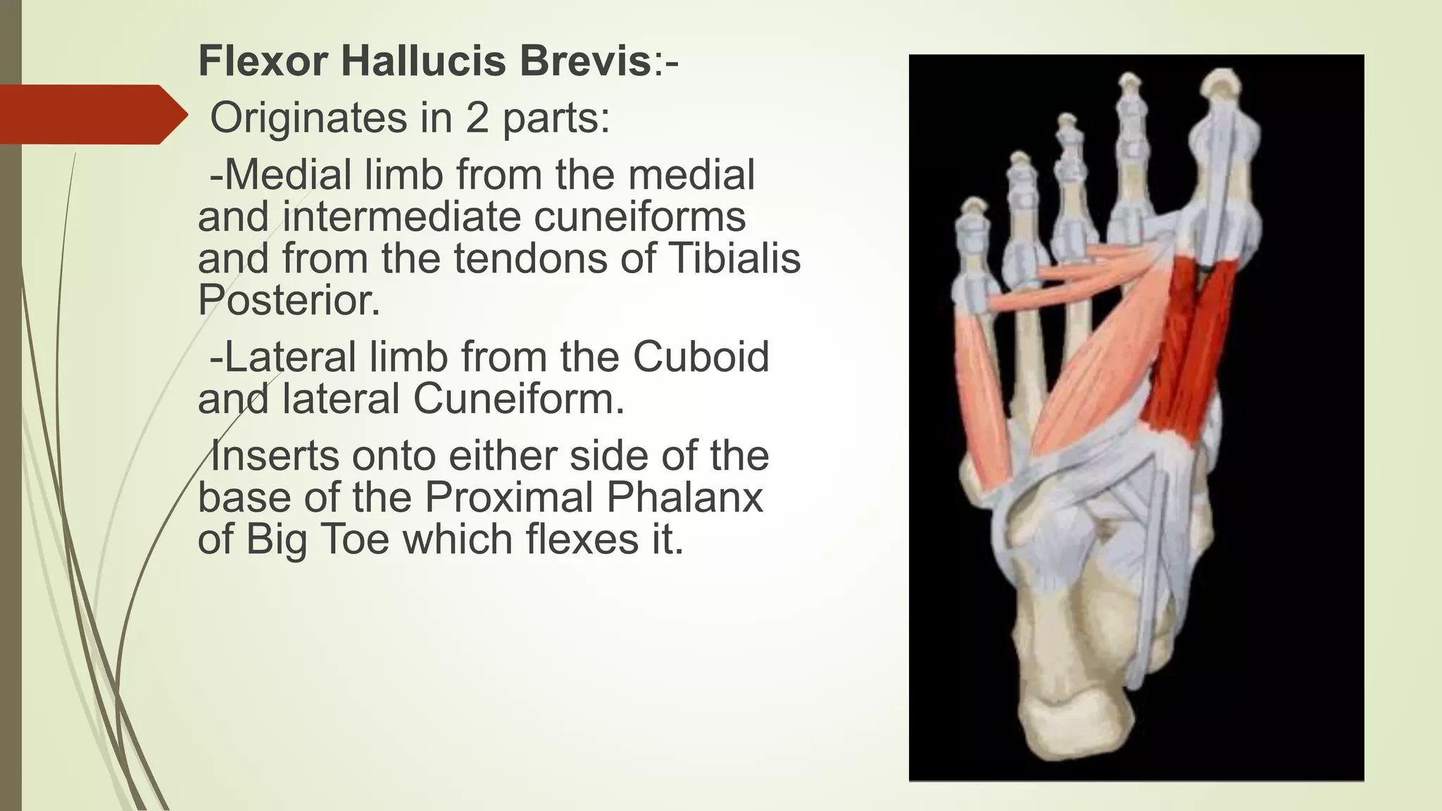 Anatomy of foot and arches of foot | PPTX