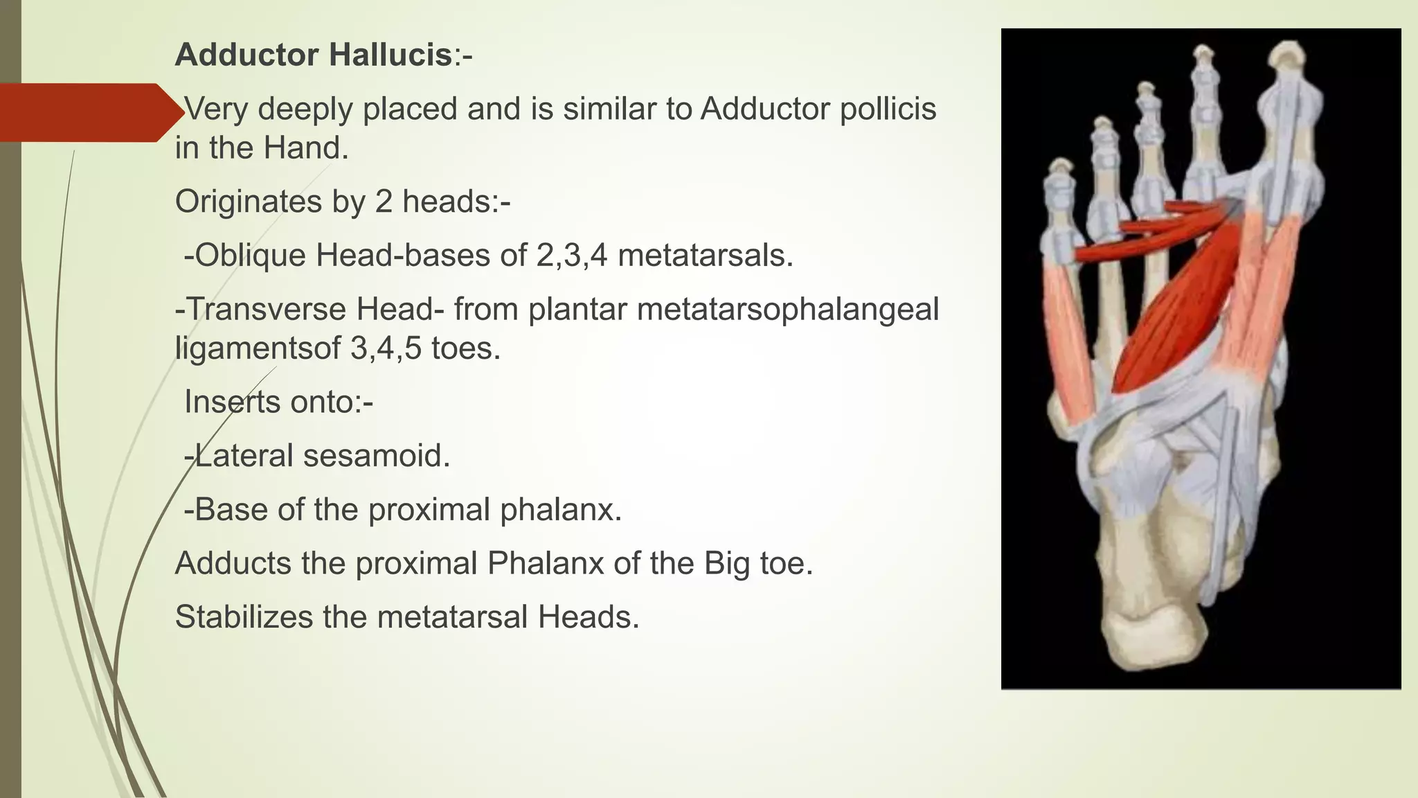 Anatomy of foot and arches of foot | PPTX