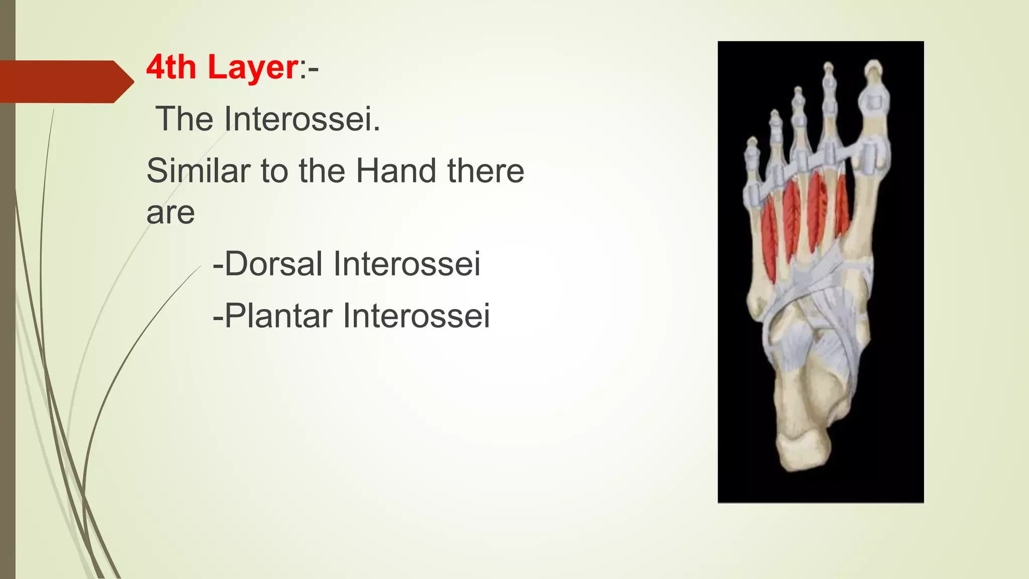 Anatomy of foot and arches of foot | PPTX