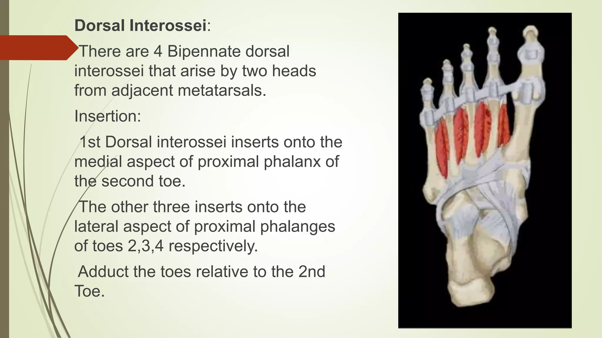 Anatomy of foot and arches of foot | PPTX