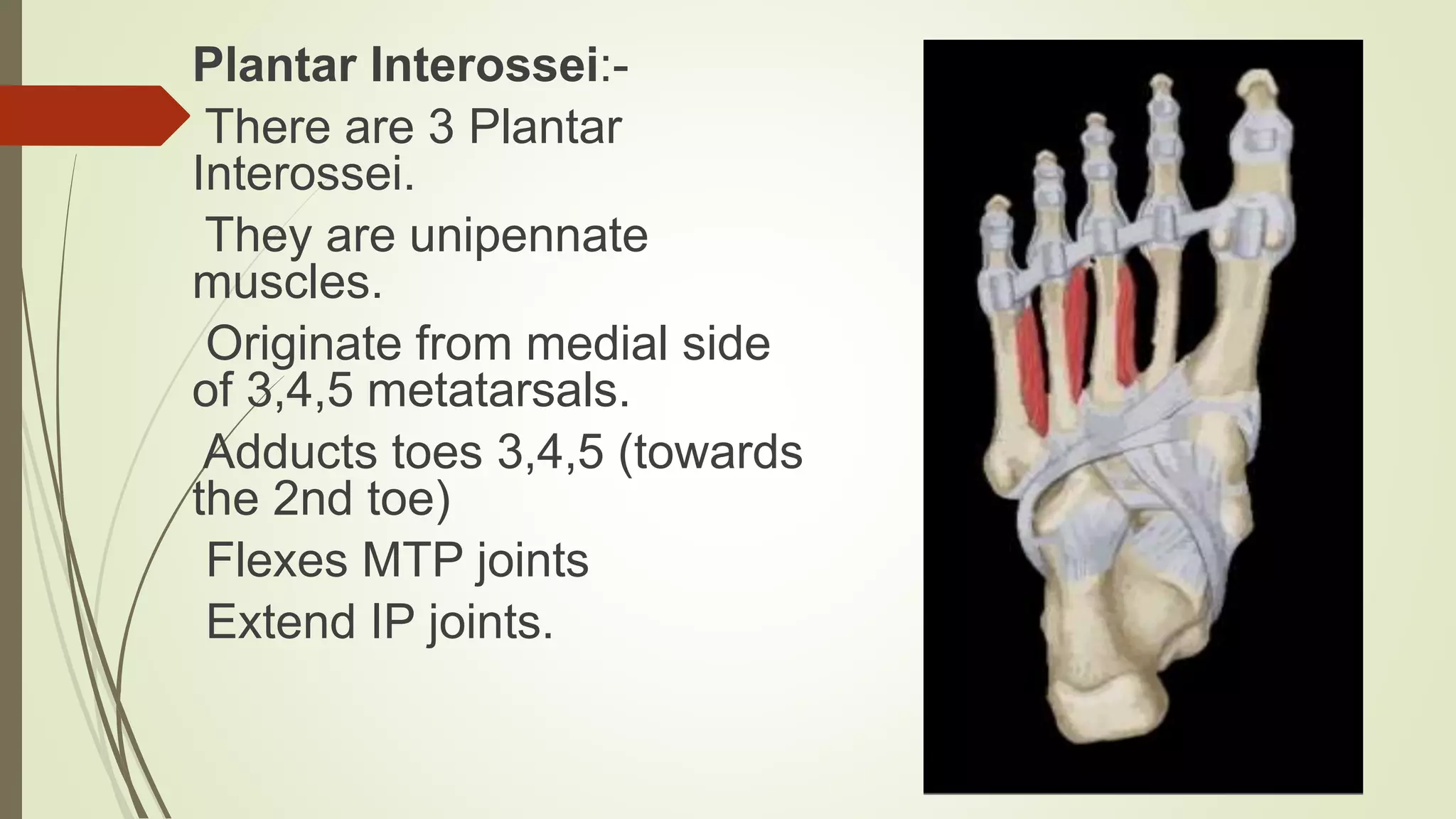 Anatomy of foot and arches of foot | PPTX