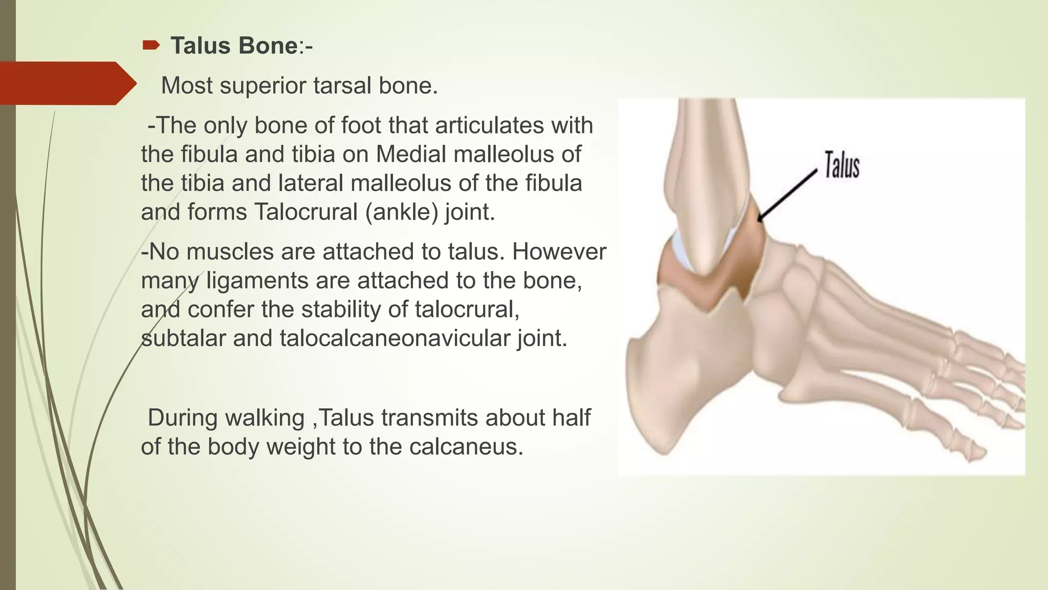 Anatomy of foot and arches of foot | PPTX