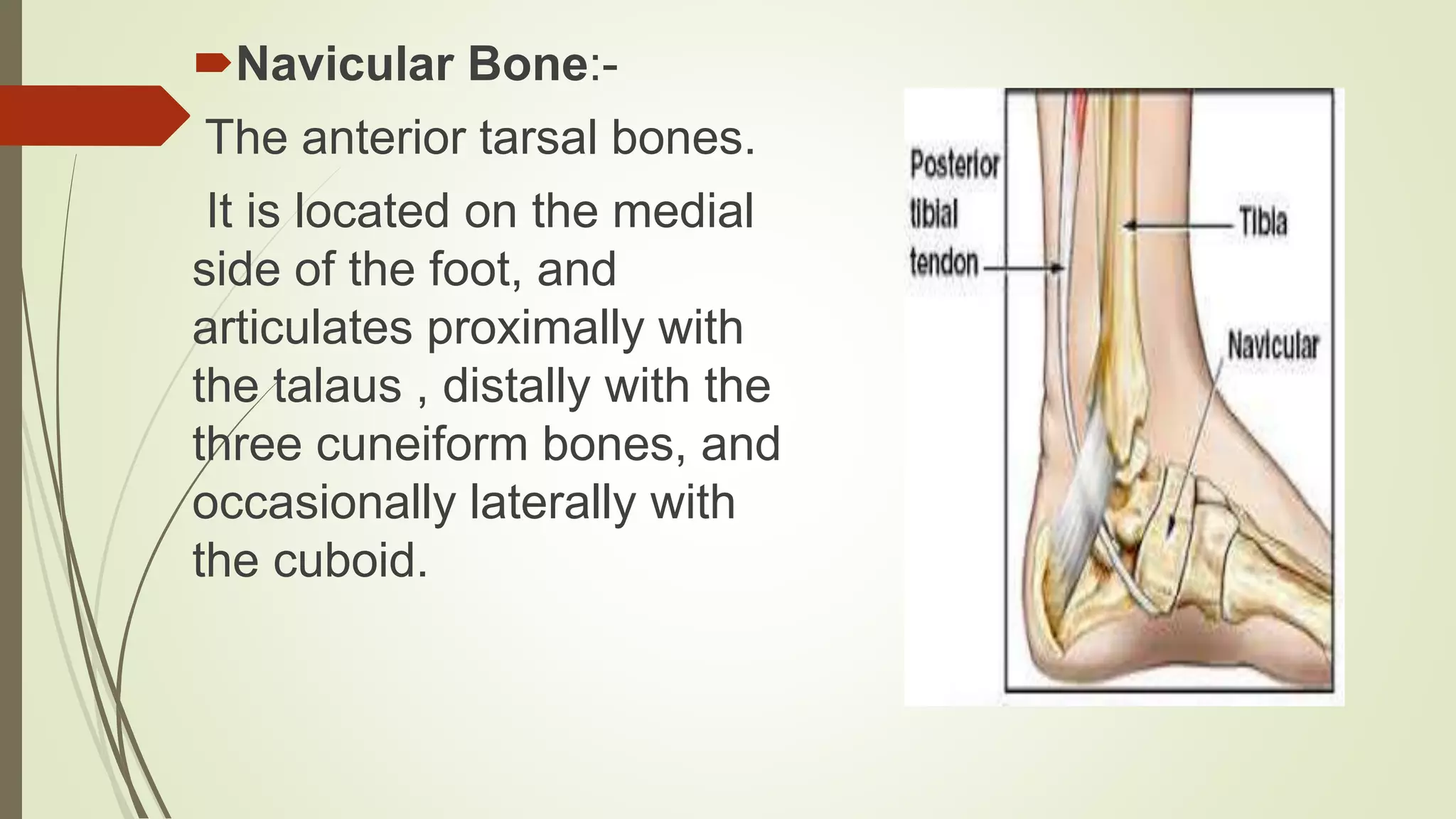 Anatomy of foot and arches of foot | PPTX