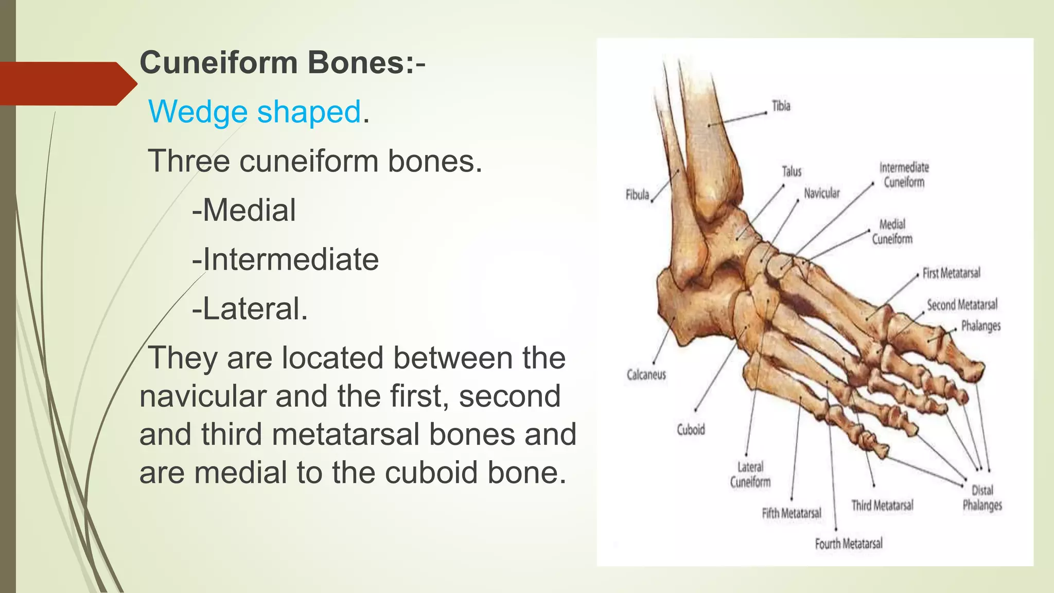 Anatomy of foot and arches of foot | PPTX