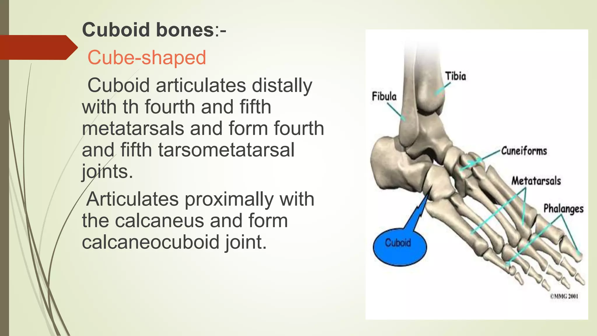 Anatomy of foot and arches of foot | PPTX