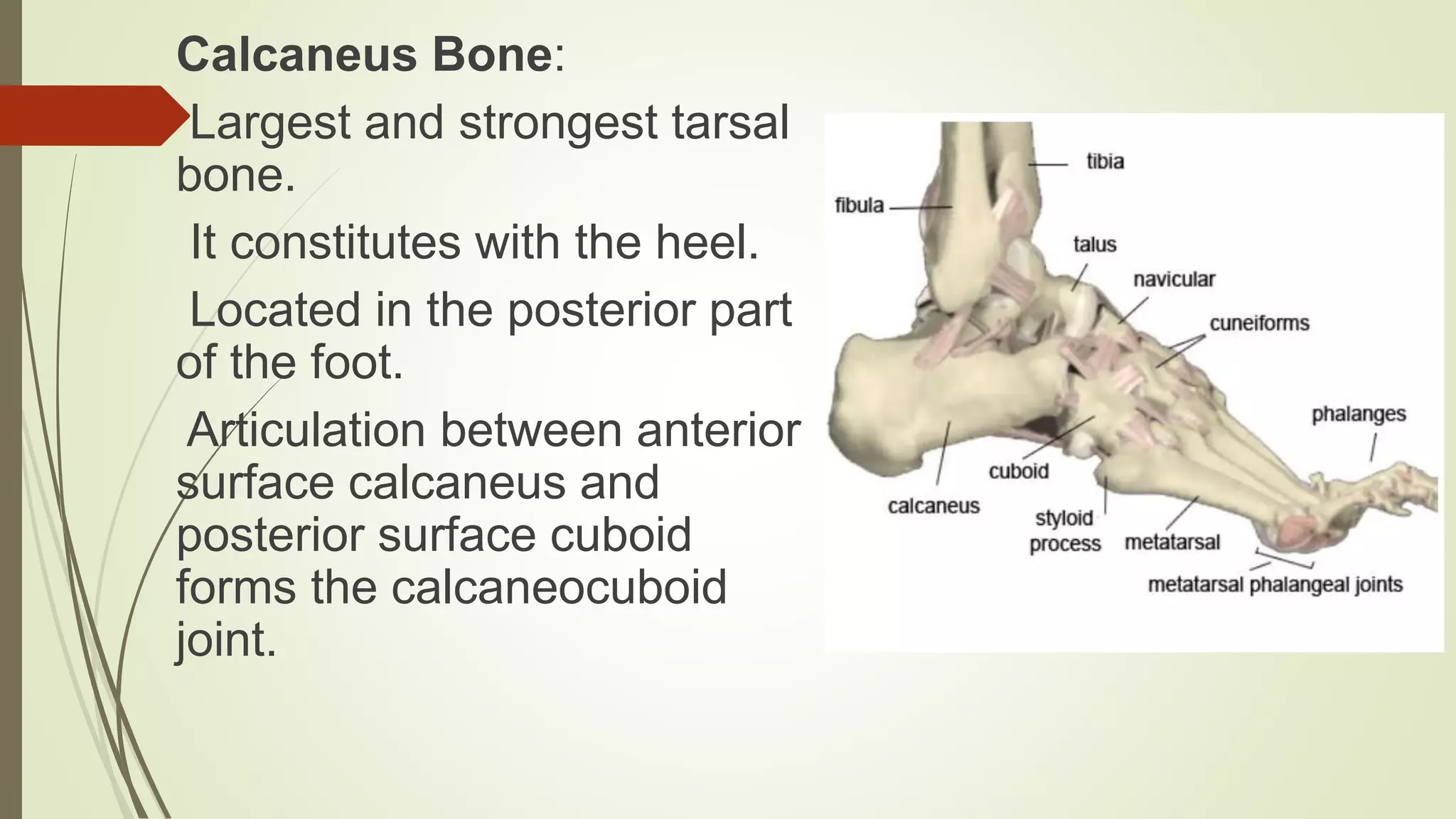 Anatomy of foot and arches of foot | PPTX