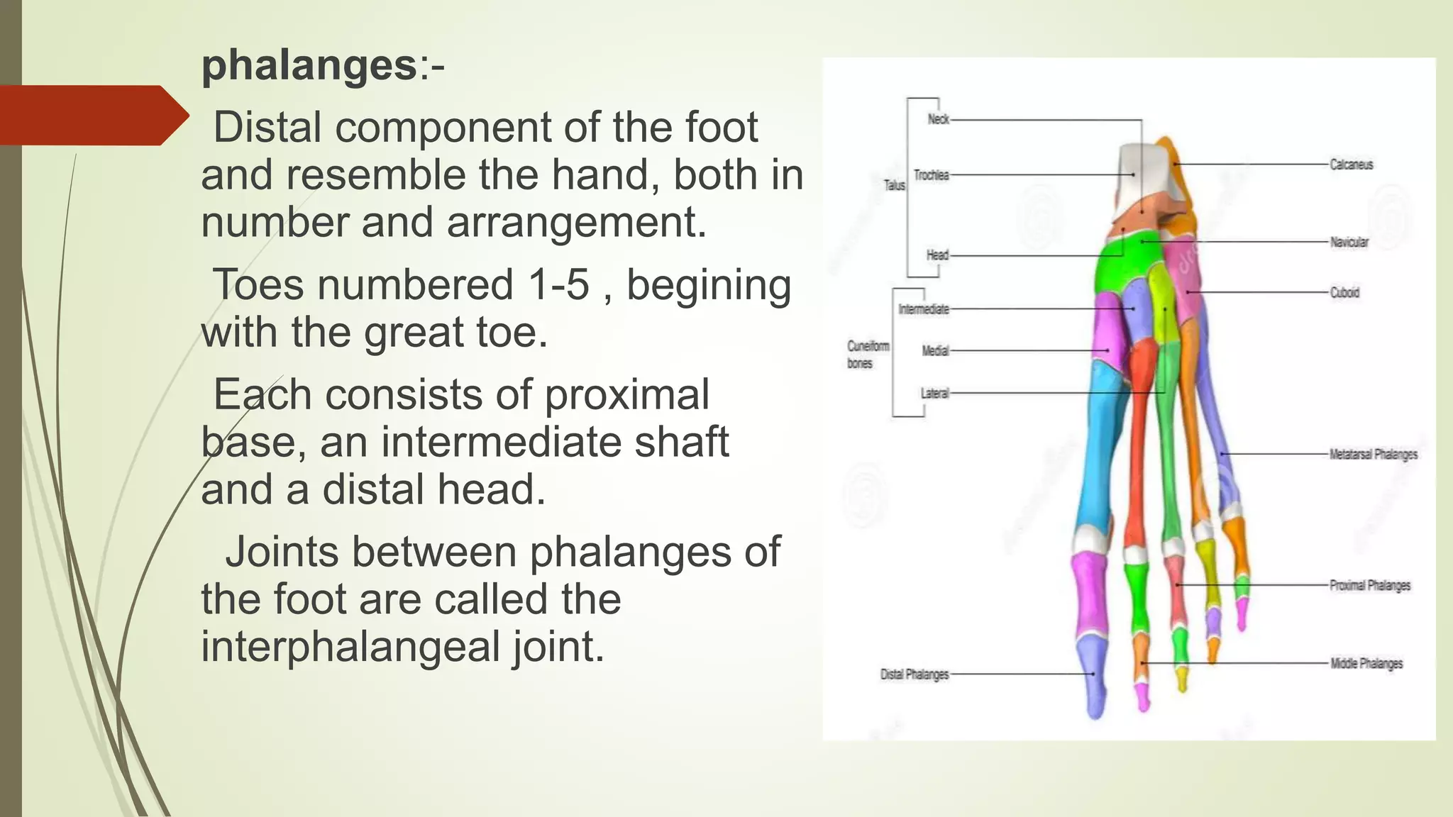 Anatomy of foot and arches of foot | PPTX
