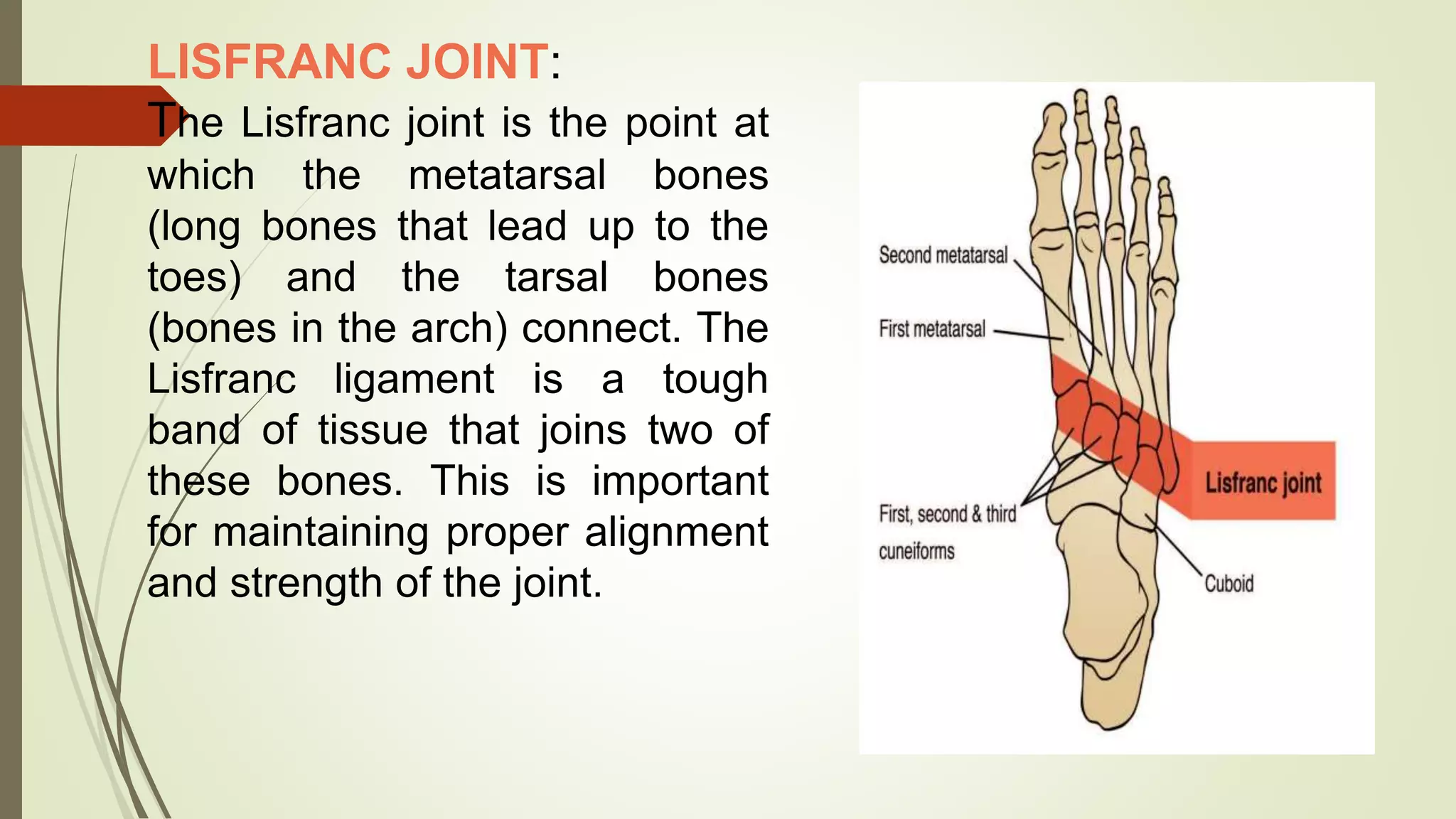 Anatomy of foot and arches of foot | PPTX