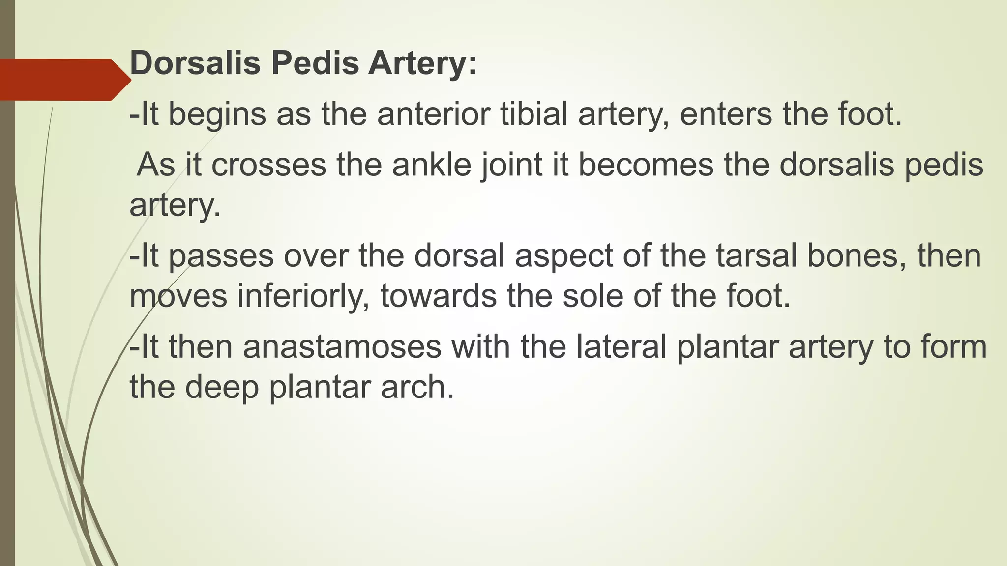Anatomy of foot and arches of foot | PPTX