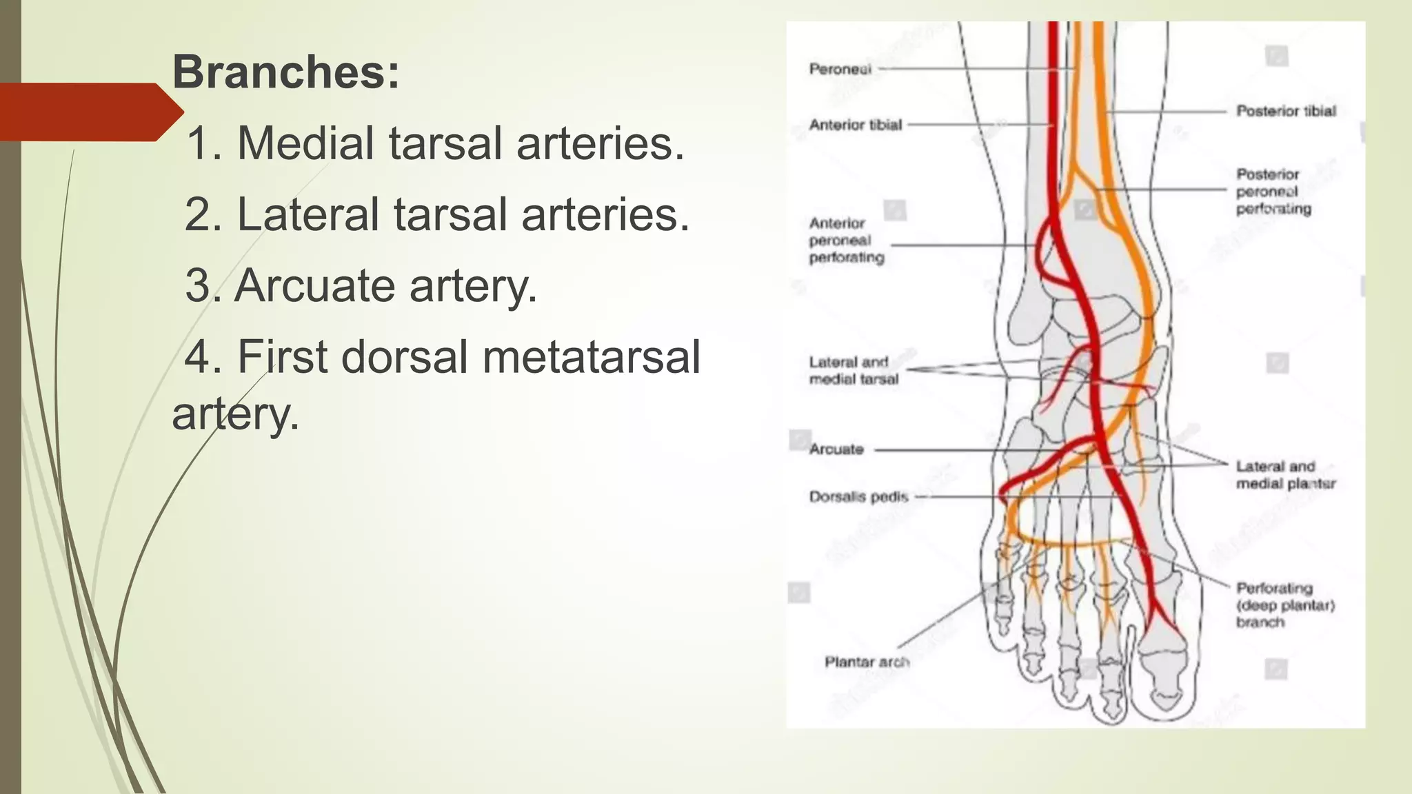 Anatomy of foot and arches of foot | PPTX