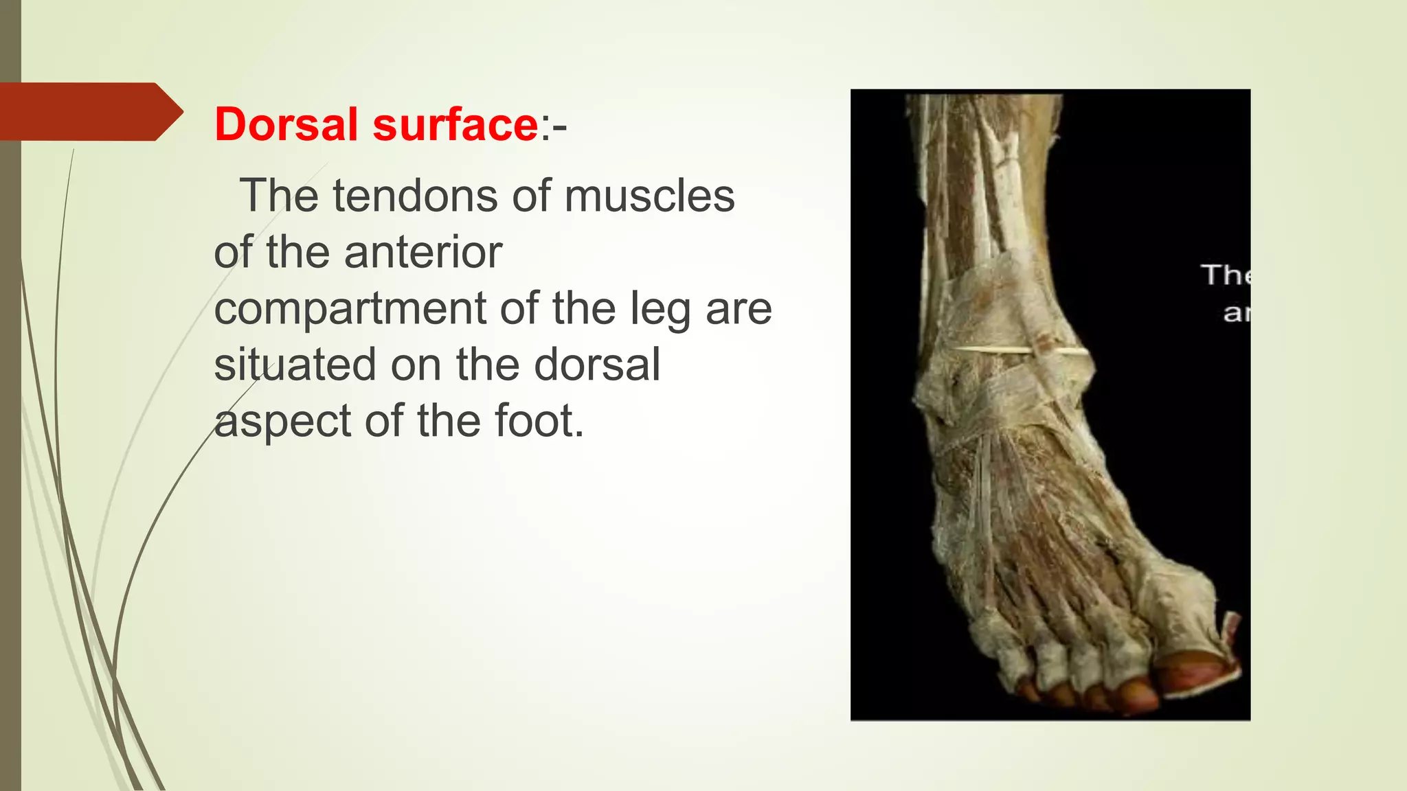 Anatomy of foot and arches of foot | PPTX