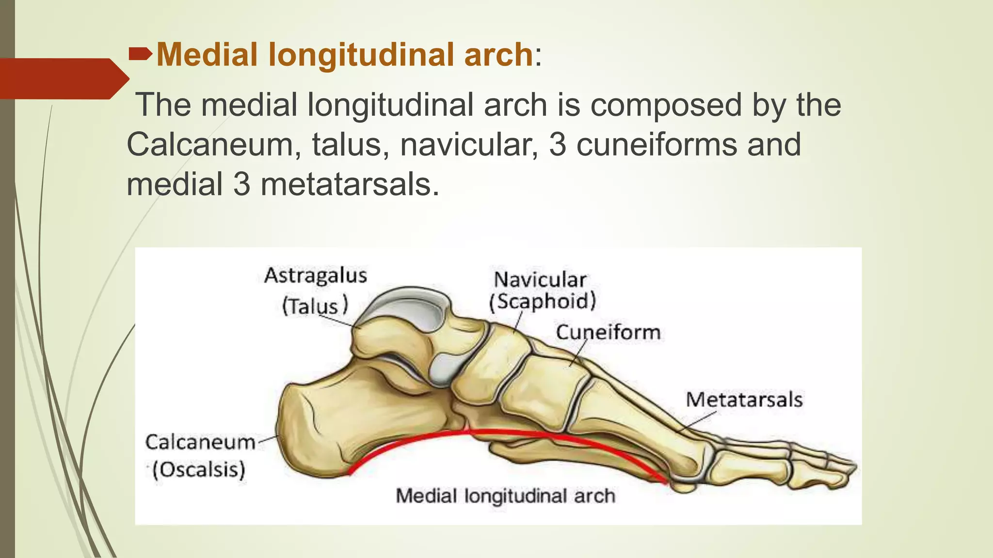 Anatomy of foot and arches of foot | PPTX
