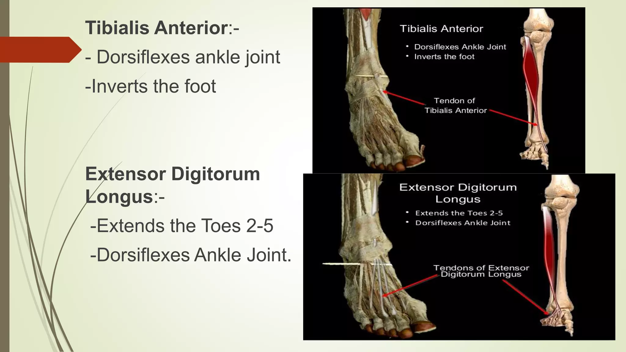 Anatomy of foot and arches of foot | PPTX