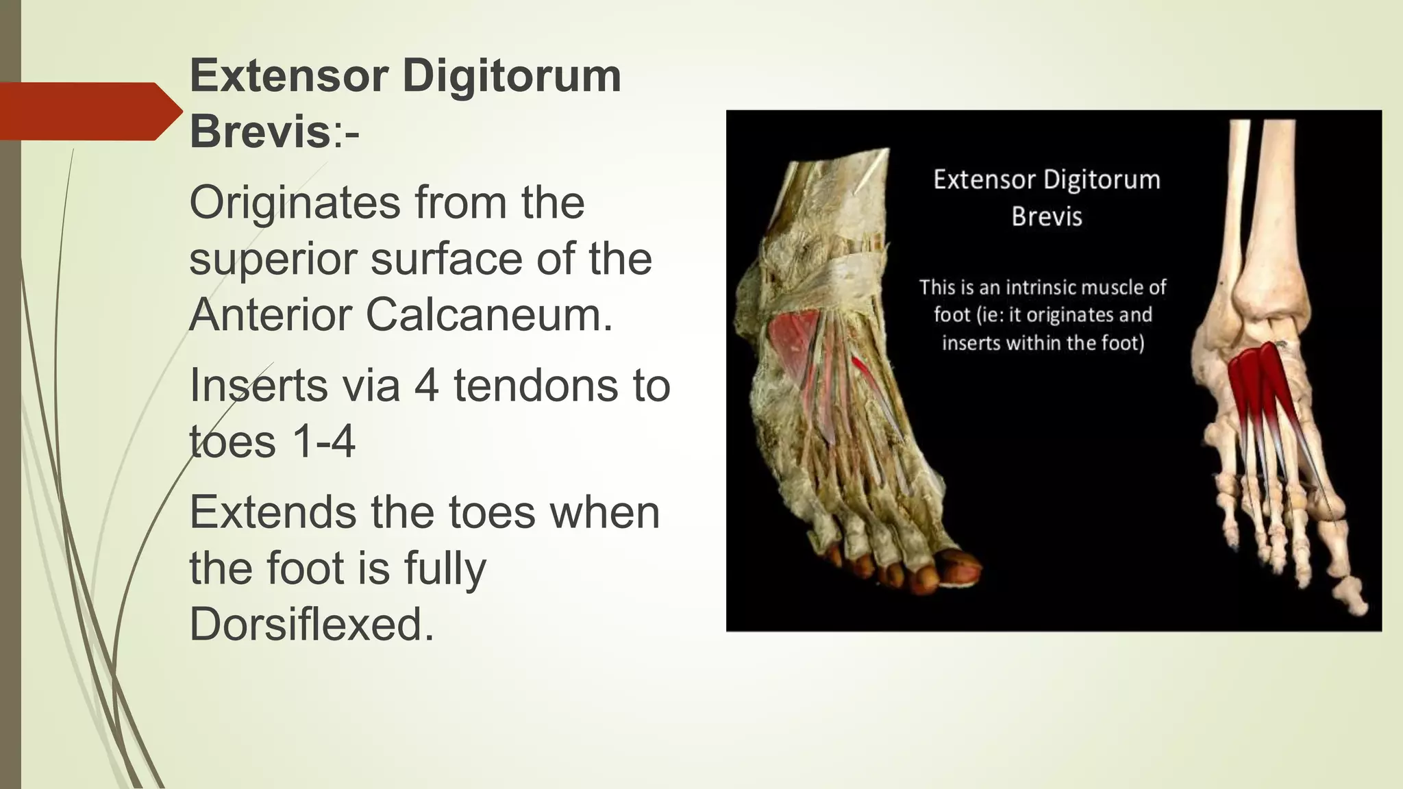 Anatomy of foot and arches of foot | PPTX