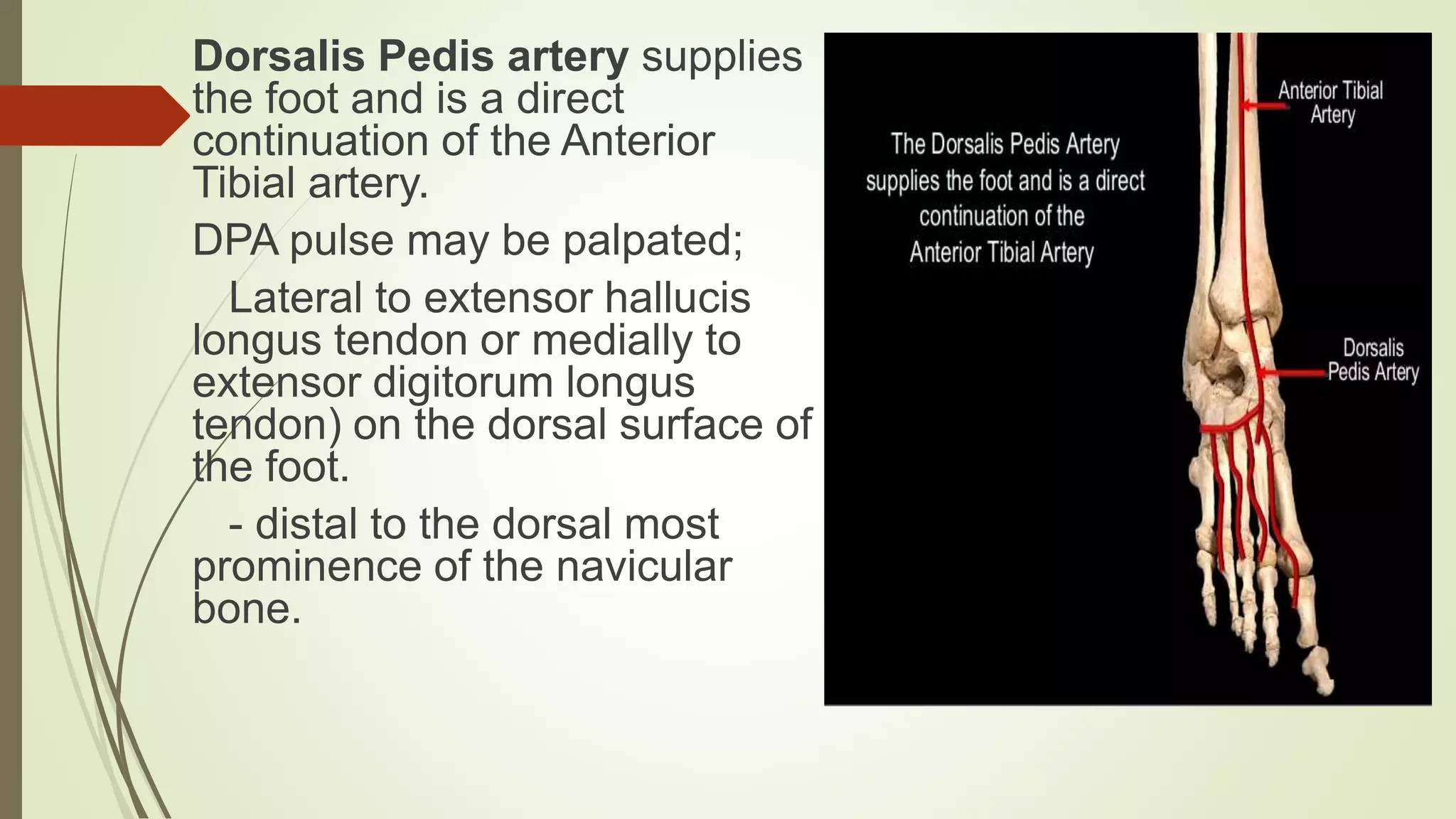 Anatomy of foot and arches of foot | PPTX