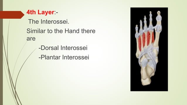 Anatomy of foot and arches of foot | PPTX