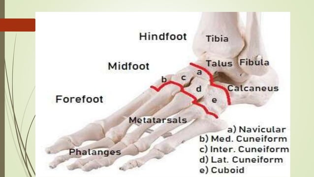 Anatomy of foot and arches of foot | PPTX