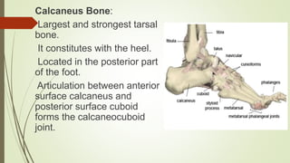 Anatomy of foot and arches of foot | PPTX