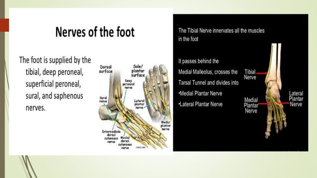 Anatomy of foot and arches of foot | PPTX