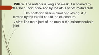 Anatomy of foot and arches of foot | PPTX