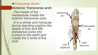 Anatomy of foot and arches of foot | PPTX