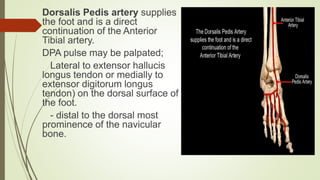 Anatomy of foot and arches of foot | PPTX
