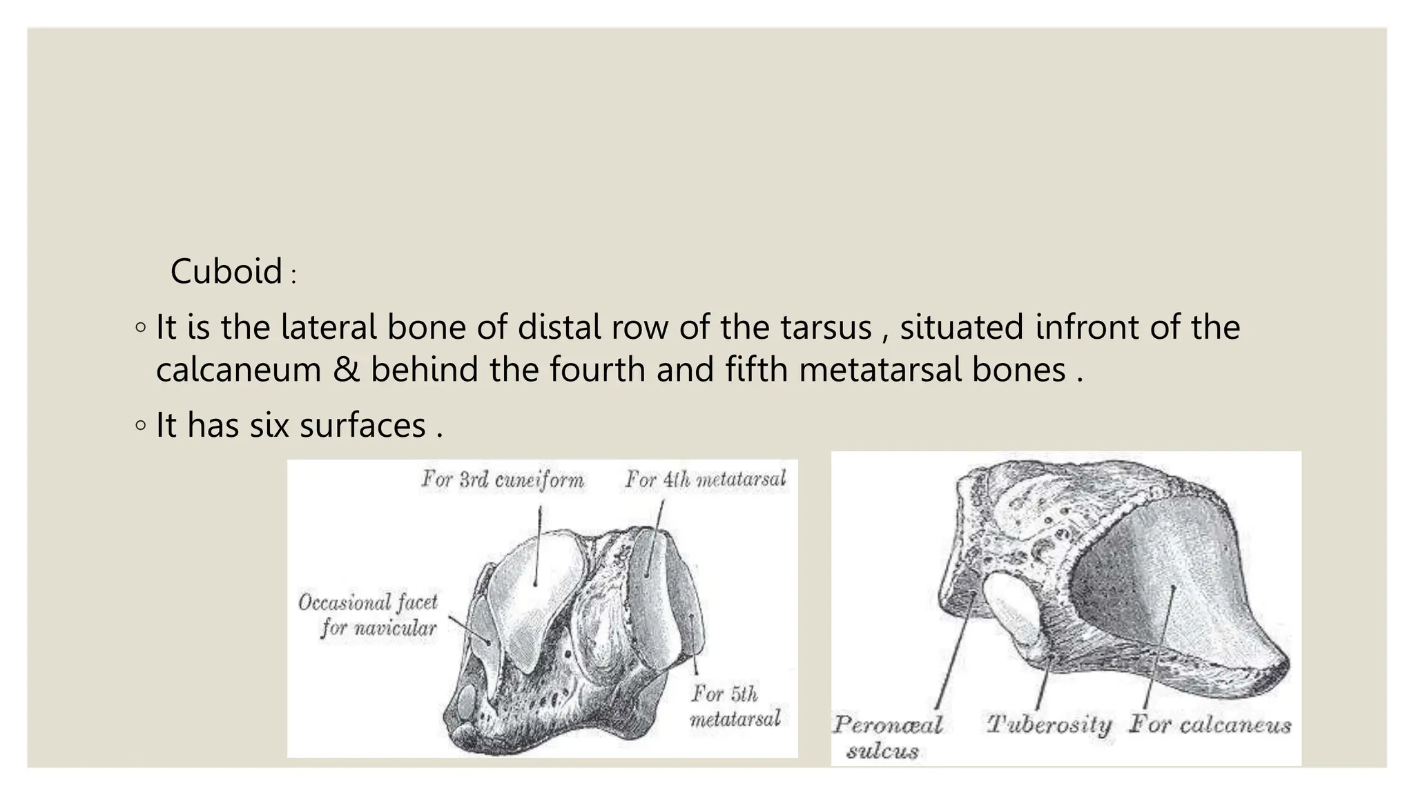 anatomy of foot.pptx anatomy anatomy anr | PPTX