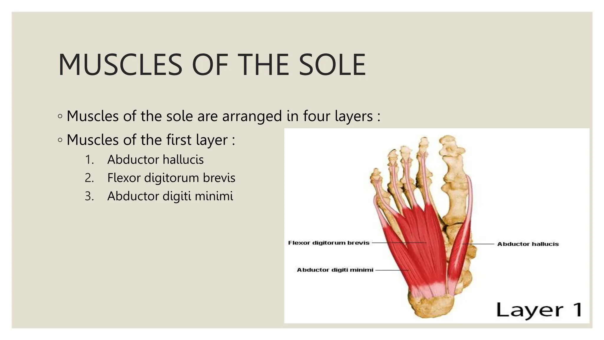 anatomy of foot.pptx anatomy anatomy anr | PPTX