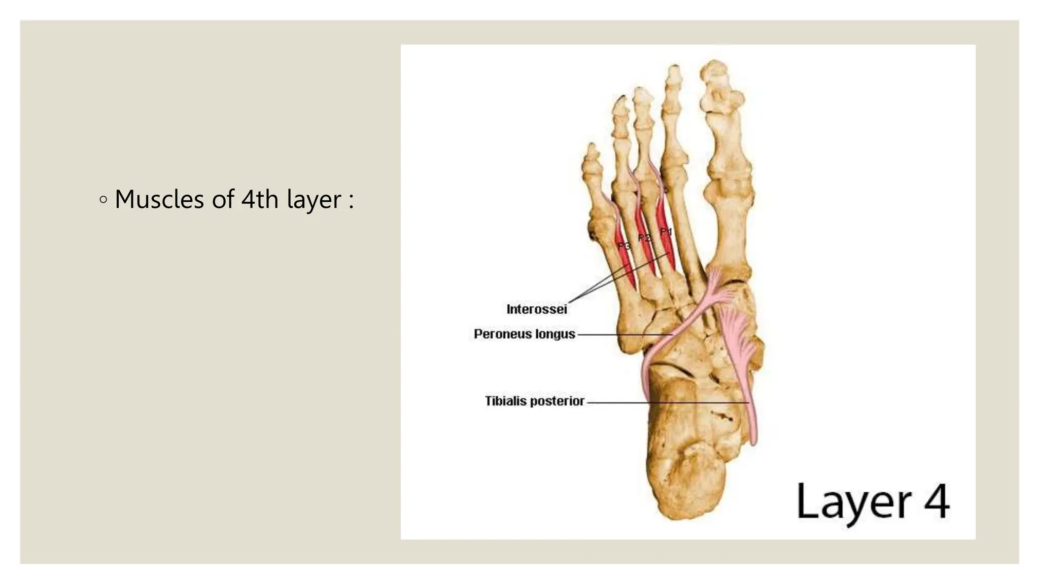anatomy of foot.pptx anatomy anatomy anr | PPTX