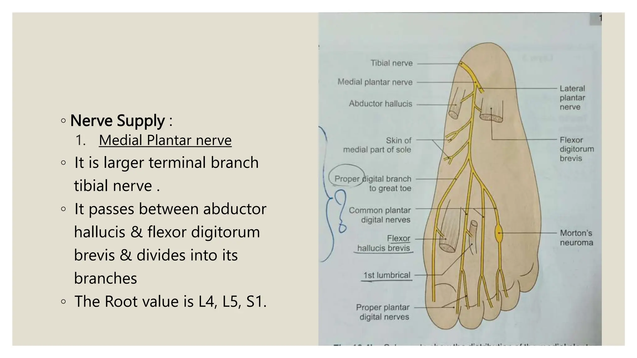 anatomy of foot.pptx anatomy anatomy anr | PPTX