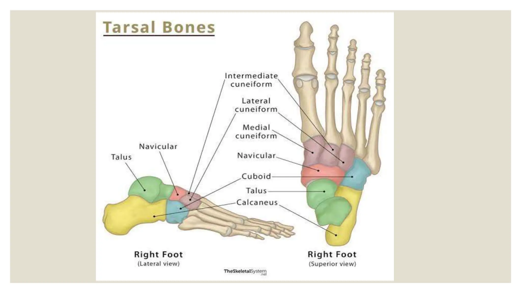 anatomy of foot.pptx anatomy anatomy anr | PPTX