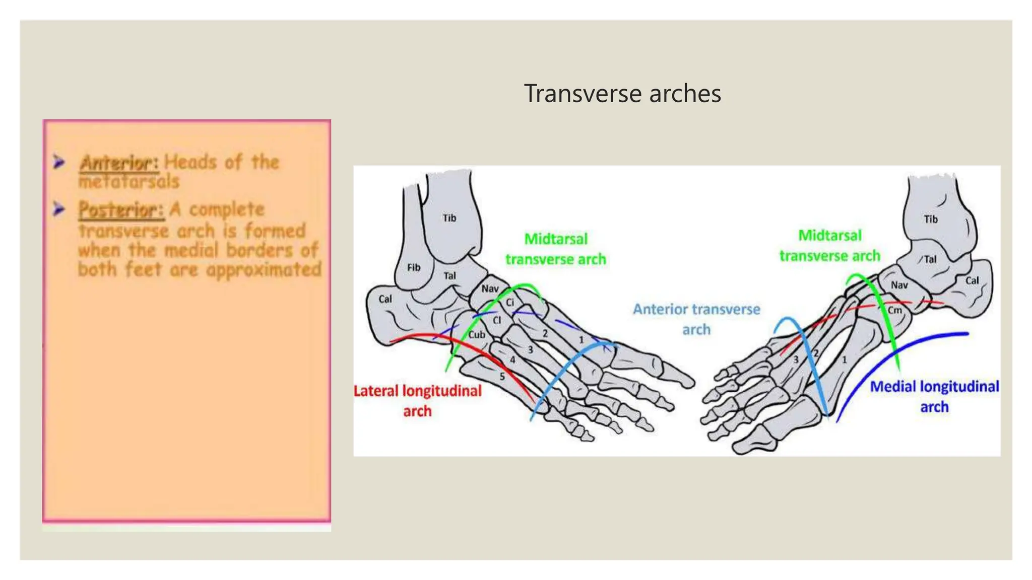 anatomy of foot.pptx anatomy anatomy anr | PPTX