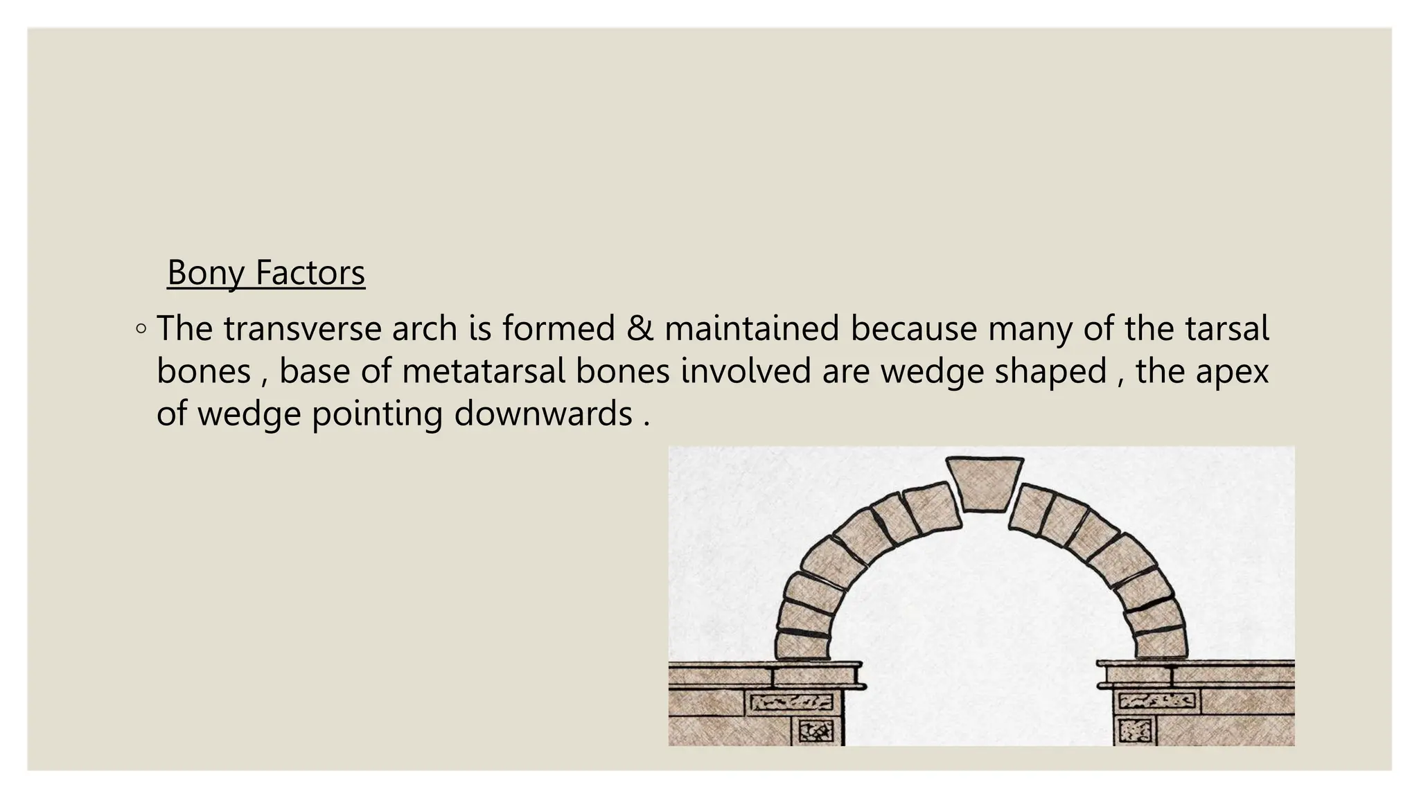 anatomy of foot.pptx anatomy anatomy anr | PPTX
