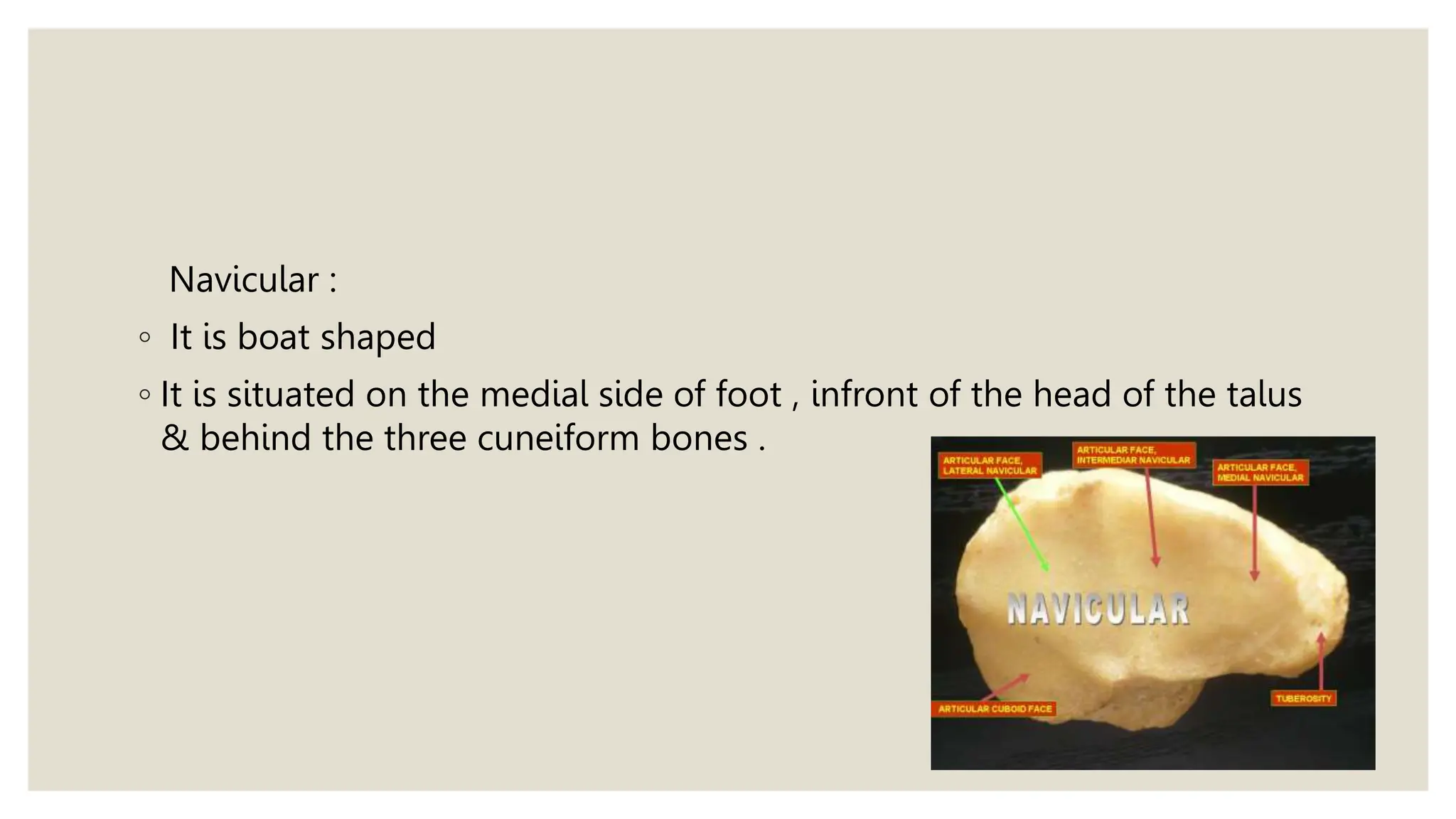 anatomy of foot.pptx anatomy anatomy anr | PPTX