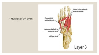 anatomy of foot.pptx anatomy anatomy anr | PPTX