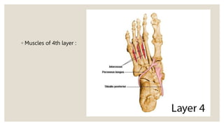 anatomy of foot.pptx anatomy anatomy anr | PPTX