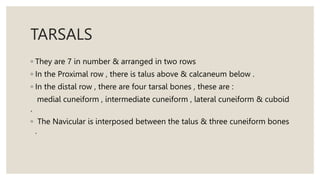 anatomy of foot.pptx anatomy anatomy anr | PPTX