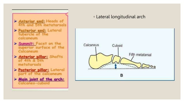 anatomy of foot.pptx anatomy anatomy anr | PPTX