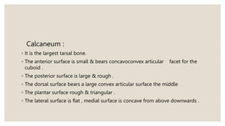 anatomy of foot.pptx anatomy anatomy anr | PPTX