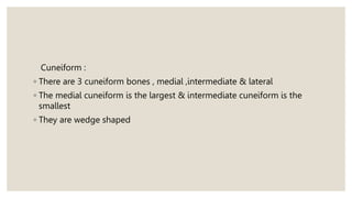 anatomy of foot.pptx anatomy anatomy anr | PPTX