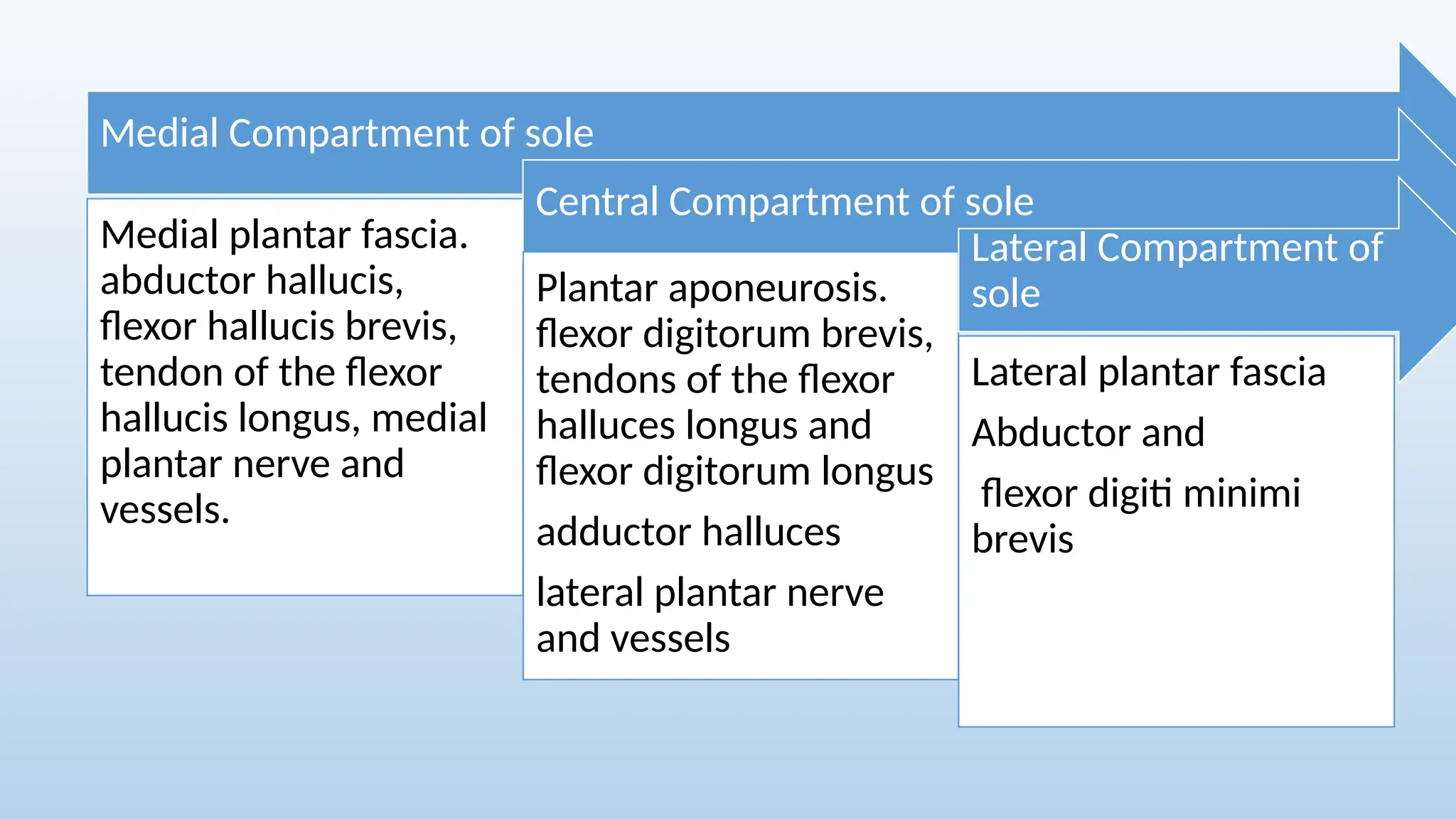 the gross Anatomy of foot including blood supply.pptx